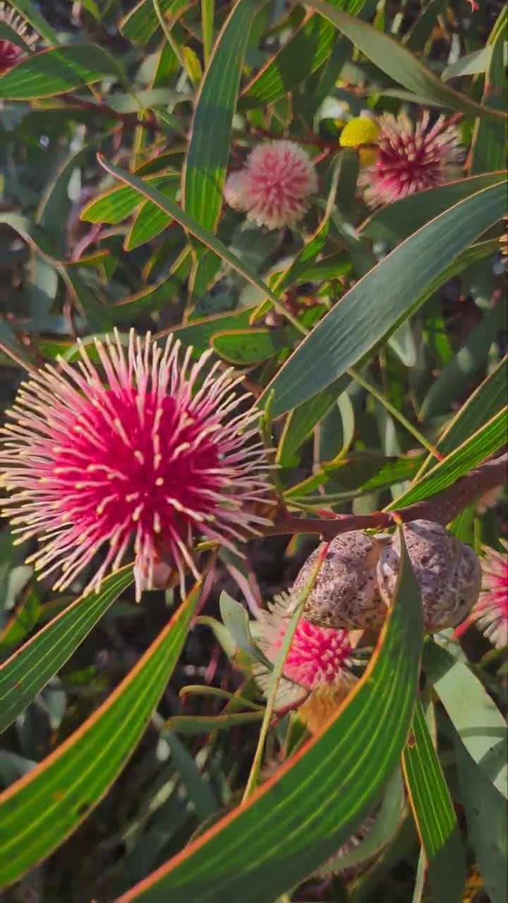 Home & Living Seeds & Seed Bombs Kodjet Shrub Red & Cream Globular ...