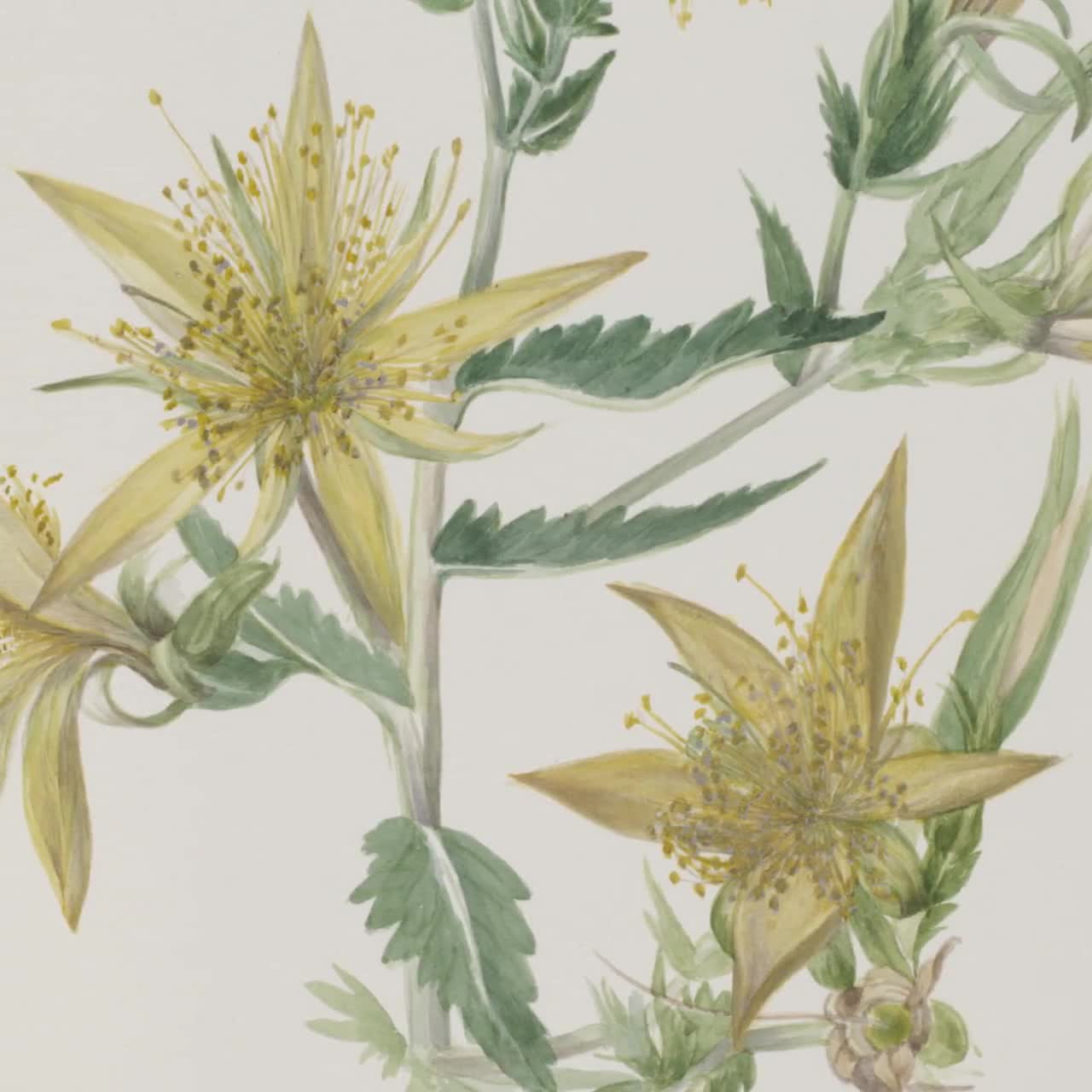 Home Decor Wall Decor Blazing Star Flower Vintage Botanical Wall Print ...