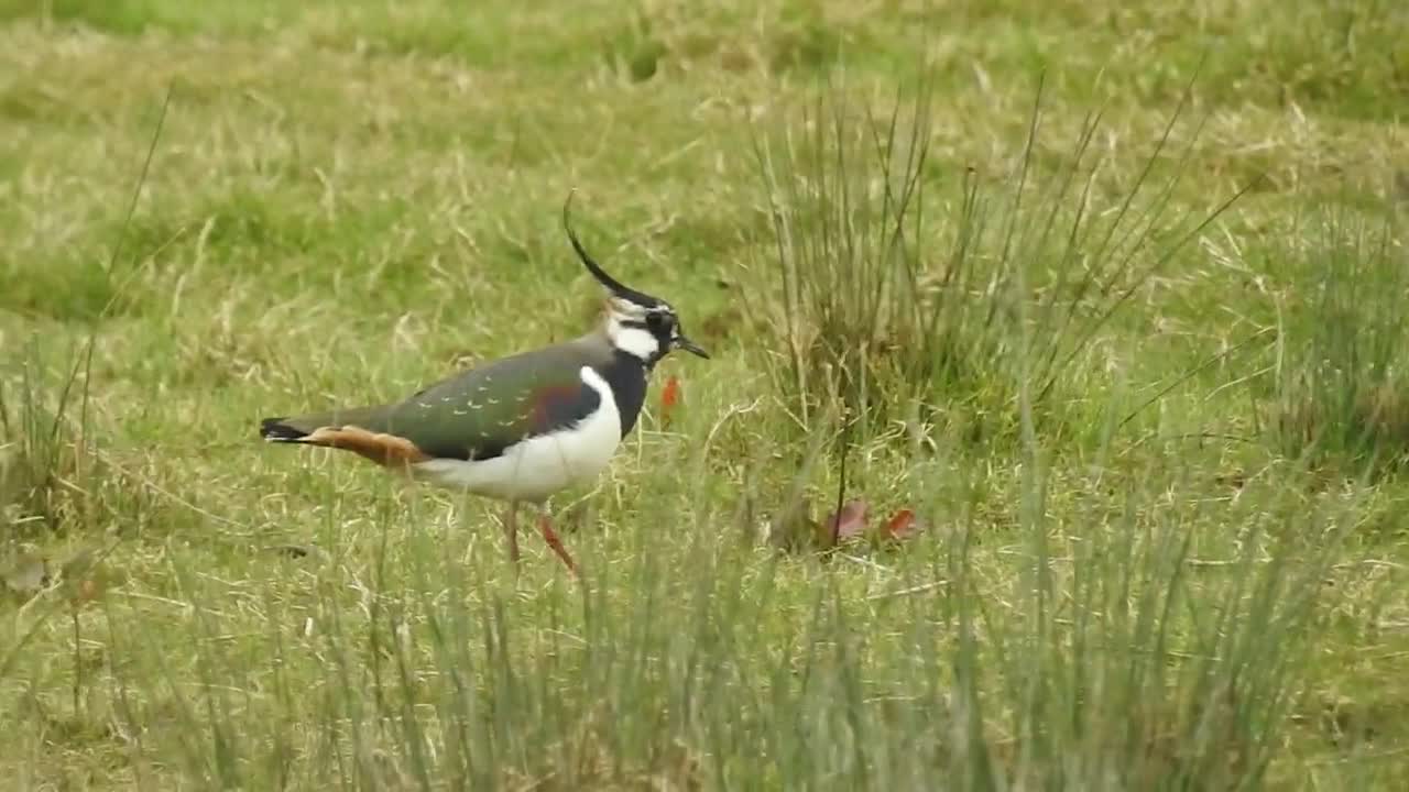 Lapwing Wall Art ORIGINAL Lapwing Bird Pencil Drawing Lake Bird Unique ...
