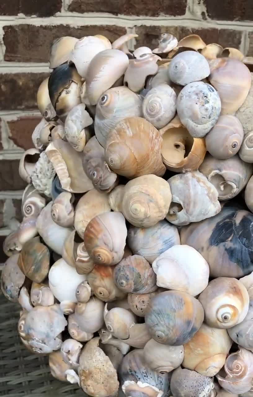 Home Décor Hand Crafted 15.5 Large Moon Snail Shell Vase Planter W ...