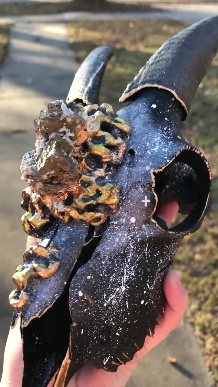 Royal Nebula Pyrite Galaxy Goat Skull Taxidermy & Curiosities Home ...