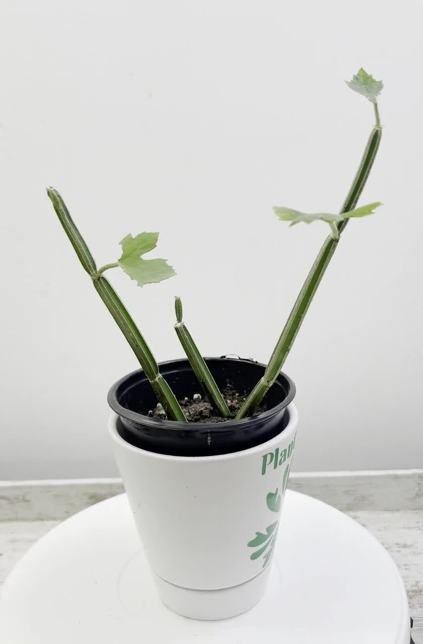 Floral & Garden Crafts Home & Hobby Terrarium Supplies Cissus ...