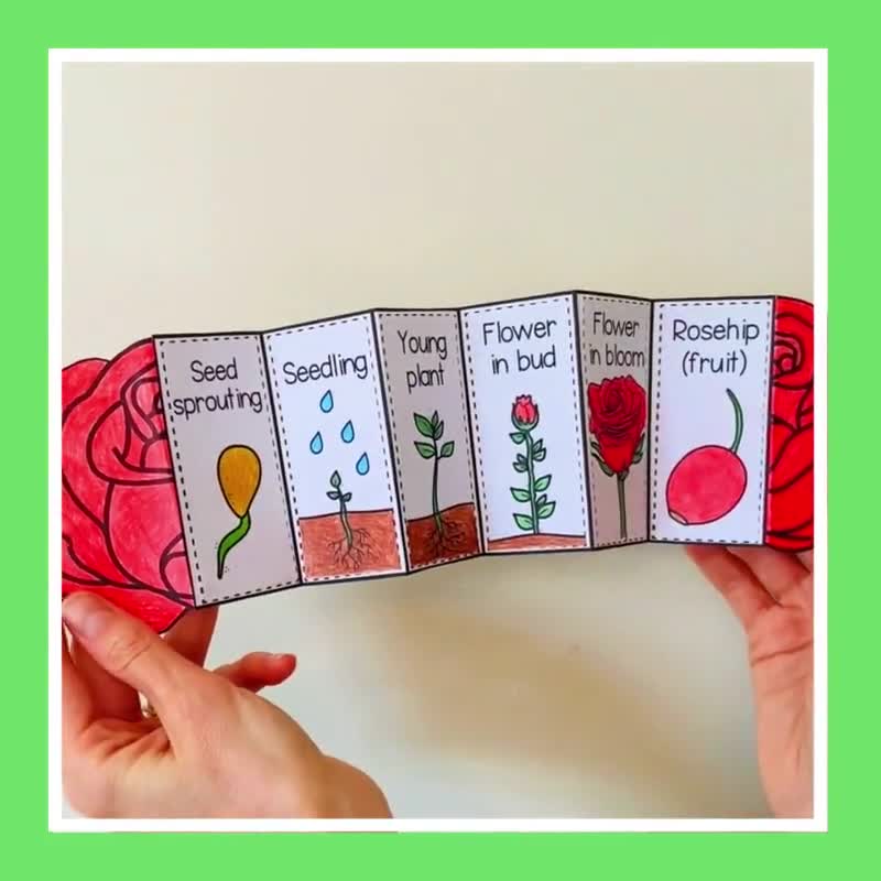 Rose Life Cycle
