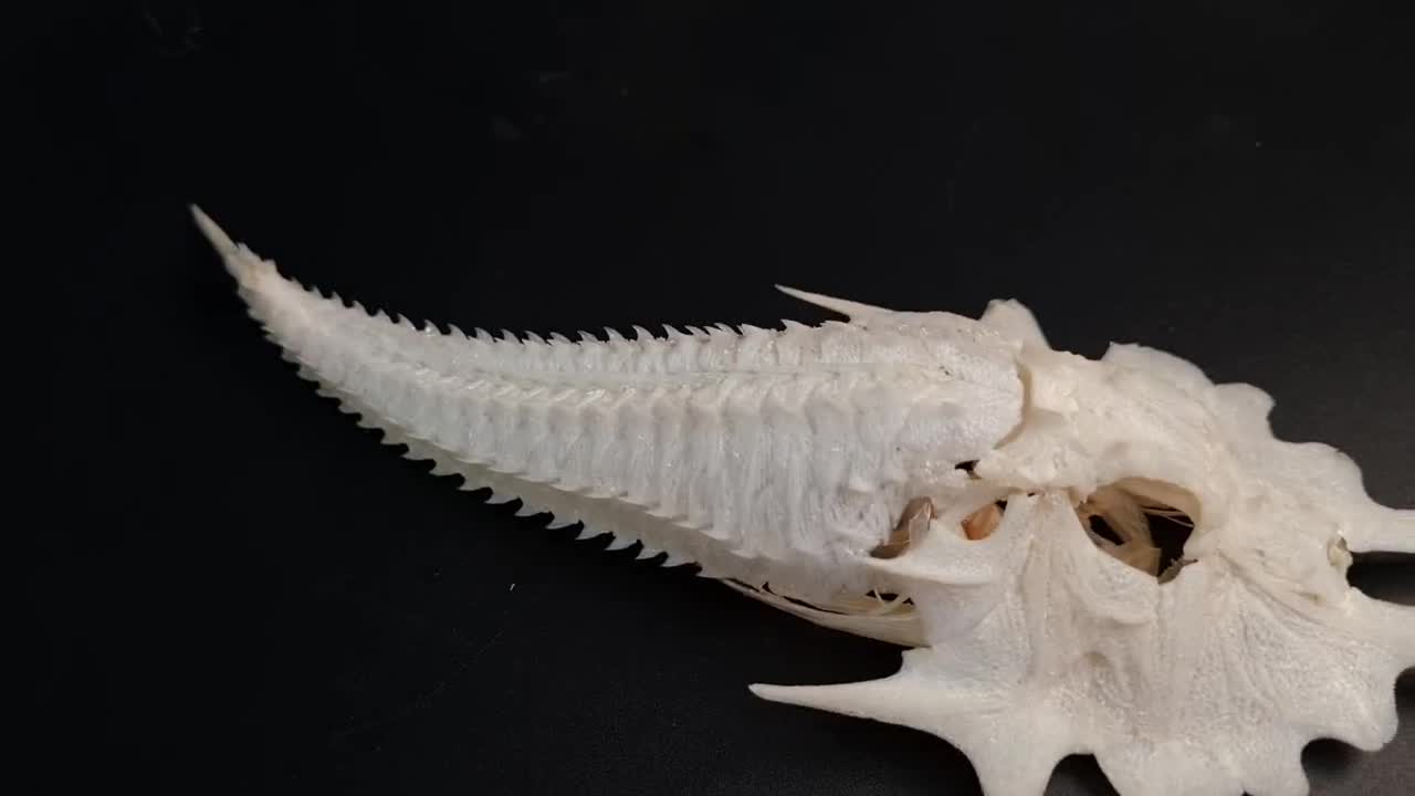 Armored Catfish Skeleton