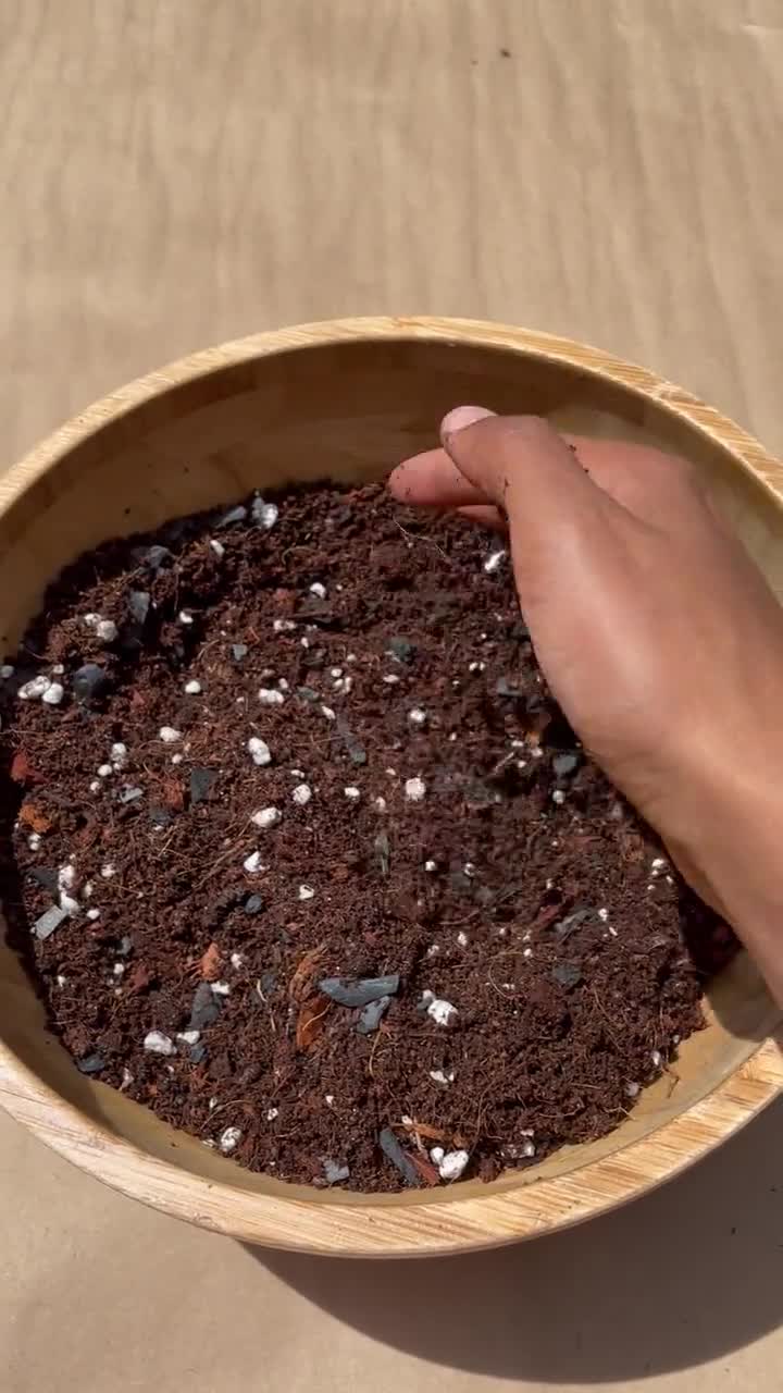 Ferns, Grasses & Bamboo Plants Free Shipping Premium Potting Soil Blend ...